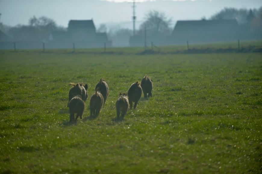 Conseil Cynégétique de Hesbaye | Commission